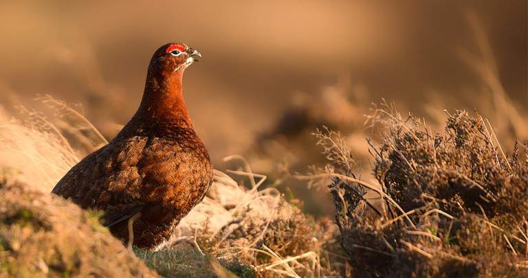 11 Lauder to Longformacus – DG Trails